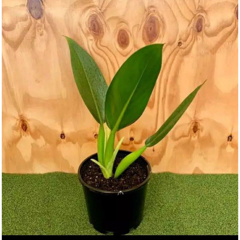 Jual PHILODENDRON MARTIANUM | PHILO KATAk | Shopee Indonesia
