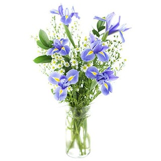 Jual BUNGA PIKOK PEACOCK ASLI - PUTIH - BUNGA POTONG - Putih | Shopee ...