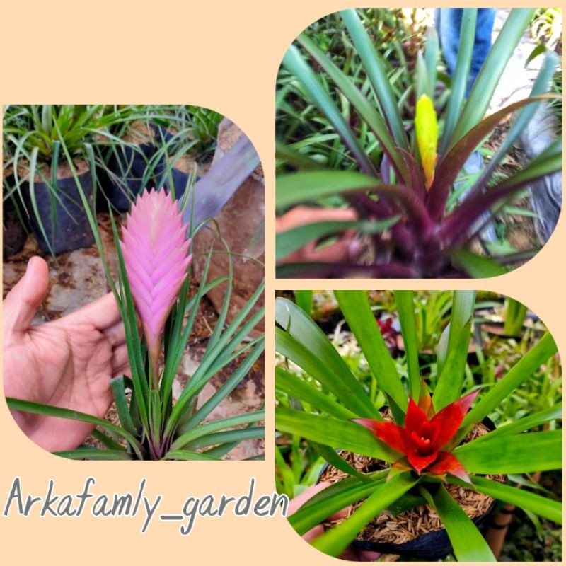 Jual Satu Paket Isi 3 jenis tanaman bromelia Guzmania/vinlansia 3 warna ...