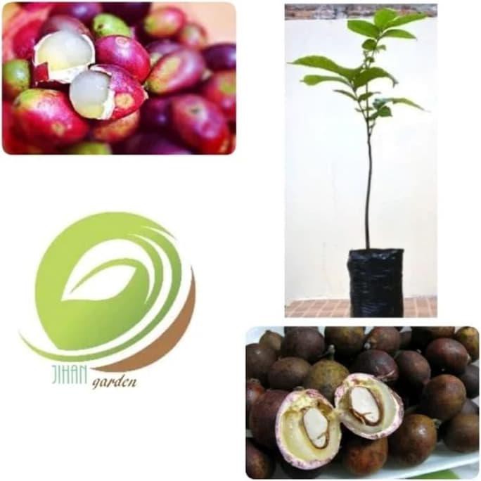 Jual Bibit Tanaman Buah Matoa/Pohon Matoa Khas Papua *_@ | Shopee Indonesia