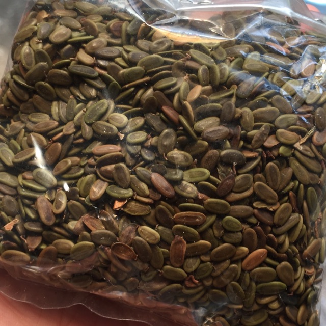 Jual Biji Benih Pohon Tanaman Keras Albasia | Shopee Indonesia