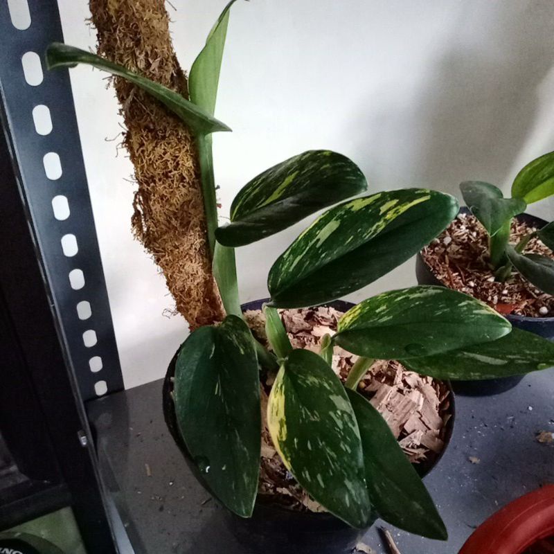 Jual philo standleyana variegata kuning | Shopee Indonesia
