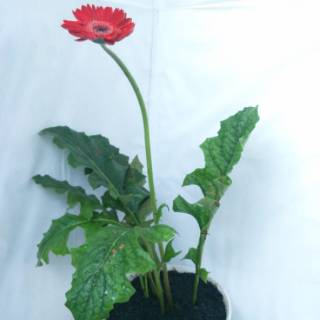 Jual Paket 10 bibit tanaman hias Gerbera Hebras bunga campur warna ...