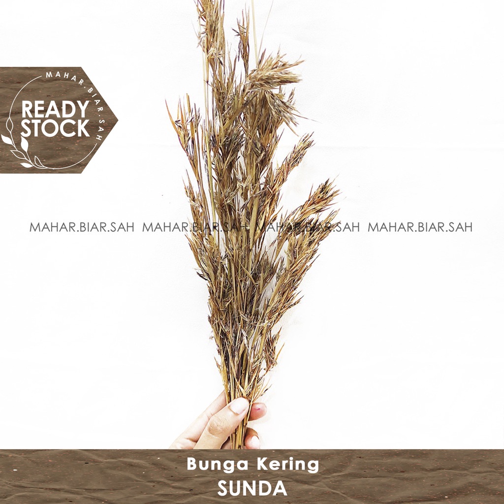 Jual RS 5 Gr Bunga Kering Sunda / Rumput bujang / rumput perindu ...