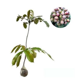 Jual bibit matoa merah unggul benih pohon tanaman buah di dalam pot ...
