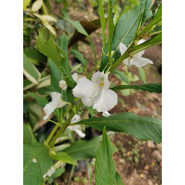Jual pacar air bunga putih / kembang kuburan putih / Impatiens ...