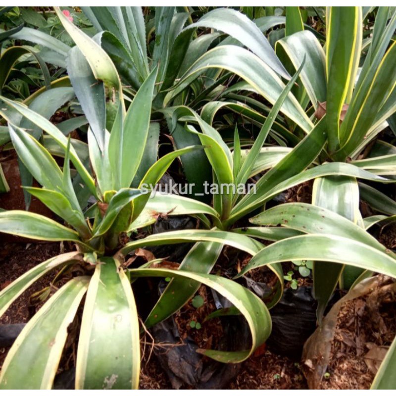 Jual tanaman hias agave siklok/pohon agave/pohon siklok | Shopee Indonesia