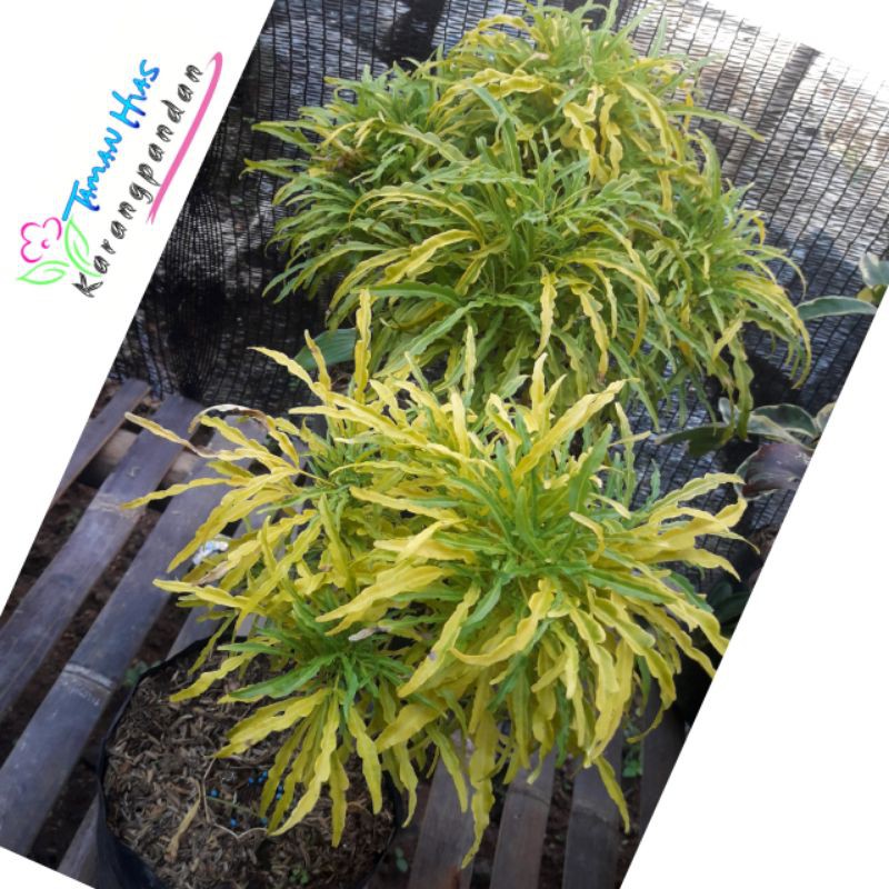 Jual Brukuli Brokoli Kuning Besar Tinggi 40 cm (Tanaman Hias) Indonesia ...