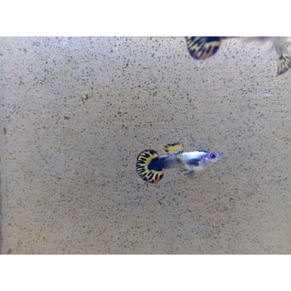 Jual Guppy platinum galaxy Medusa roundtail (PERPASANG) | Shopee Indonesia