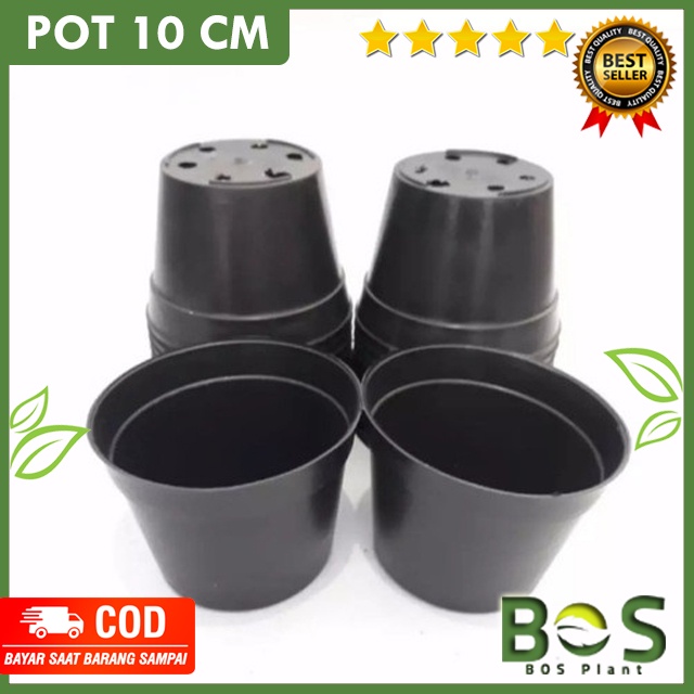 Jual Bos Plant - POT HITAM 8cm dan 10cm / Tanaman Bunga Sukulen Kaktus ...