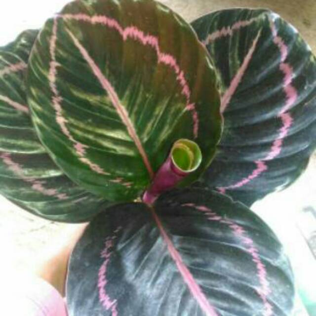 Jual tanaman hias daun calathea black lips | Shopee Indonesia