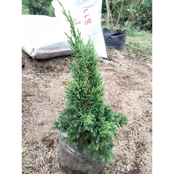 Jual tanaman cemara pua pua/pohon piramid Indonesia|Shopee Indonesia