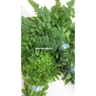 Jual Sayur Daun Pakis Ikat / Pakis Paku Fresh Segar Enak Pasar Murah ...