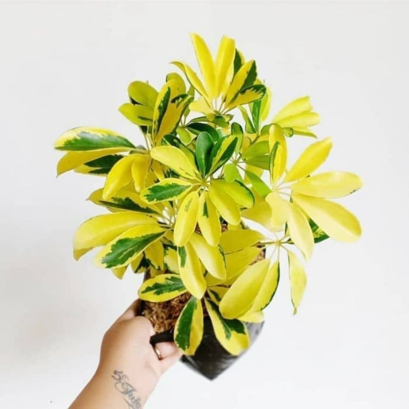 Jual Tanaman wali songo varigata | Schefflera arboricola | Shopee Indonesia