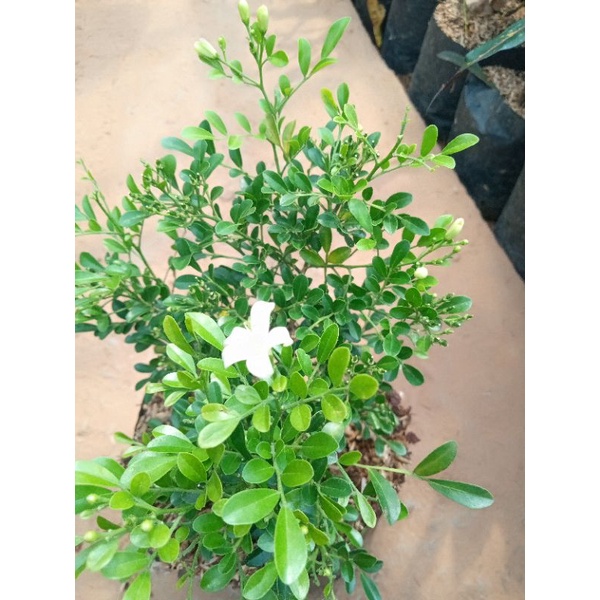 Jual TANAMAN KEMUNING MICRO / DAUN MINI | Shopee Indonesia