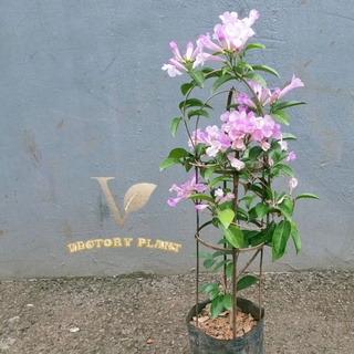 Jual Garlic Vine || Tanaman Hias Rambat Stefanot Ungu || Pohon Rambatan ...