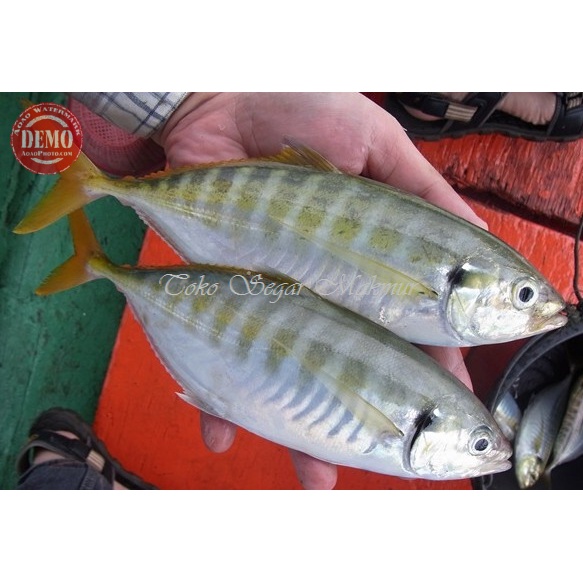 Jual Ikan Kembung Segar Ikan Kembung Como 1Kg | Shopee Indonesia