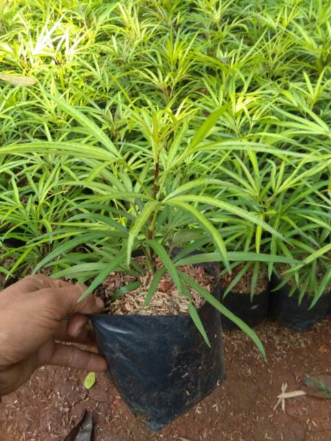 Jual Tanaman ararea pohon aralia tanaman hias perdu dan pagar | Shopee ...