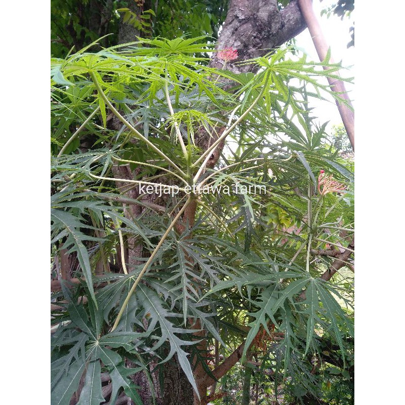 Jual Stek batang Tanaman Yodium/Pohon Betadine Indonesia|Shopee Indonesia