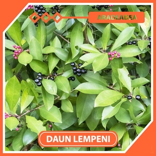Jual Daun Lempeni Segar 500 Gram (Ardisia elliptica) | Shopee Indonesia