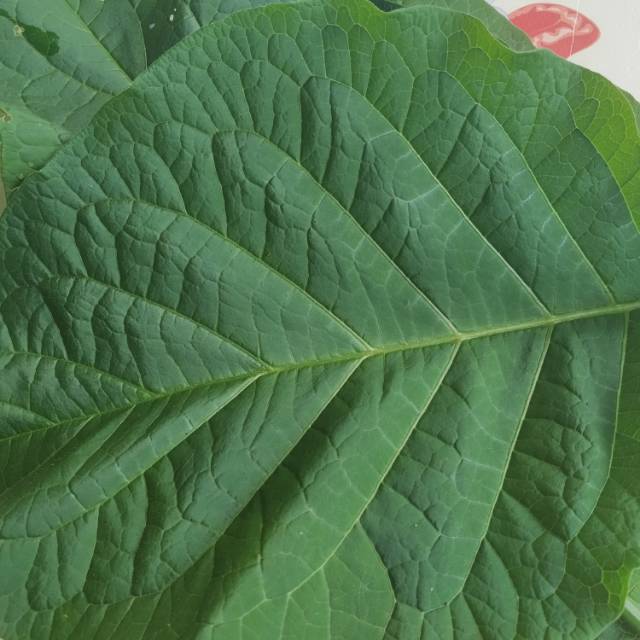 Jual Jual daun kecubung segar pres | Shopee Indonesia