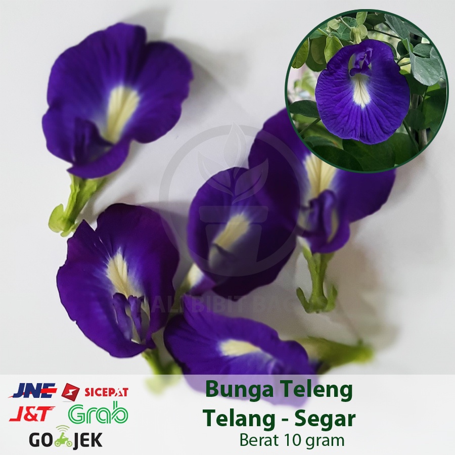 Jual Bunga Teleng Segar - Telang - Blue Butterfly Pea | Shopee Indonesia