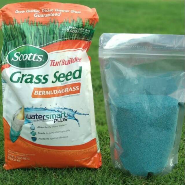 Jual Biji Rumput Bermuda Grass Biji Benih Rumput Scotts Bermuda Grass ...