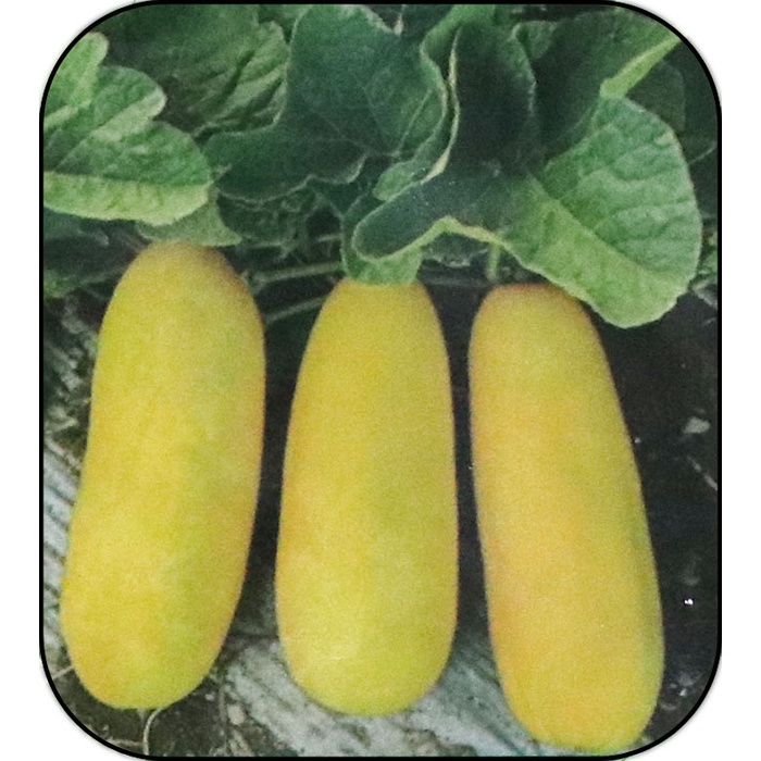 Jual Benih Timun Suri Kemasan Repack isi 50 butir | Shopee Indonesia