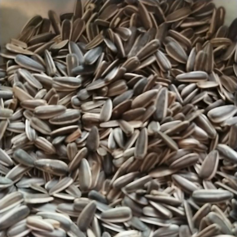 Jual KUACI HITAM 500gram pakan.hamster lovebird kakatua dll Indonesia ...