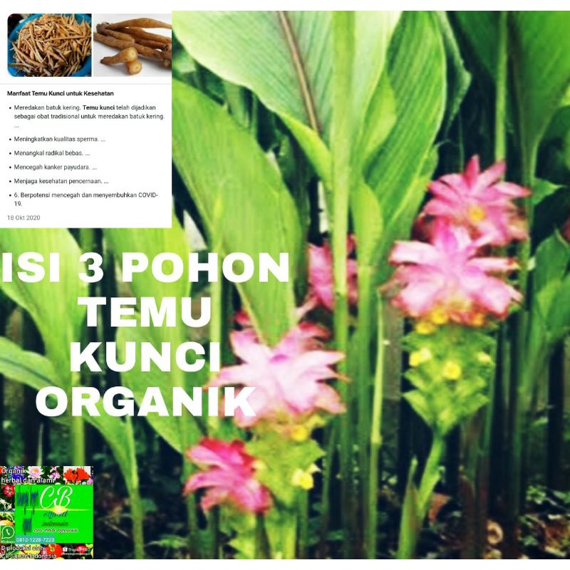 Jual temu kunci organik/3 pohon temu kunci organik | Shopee Indonesia