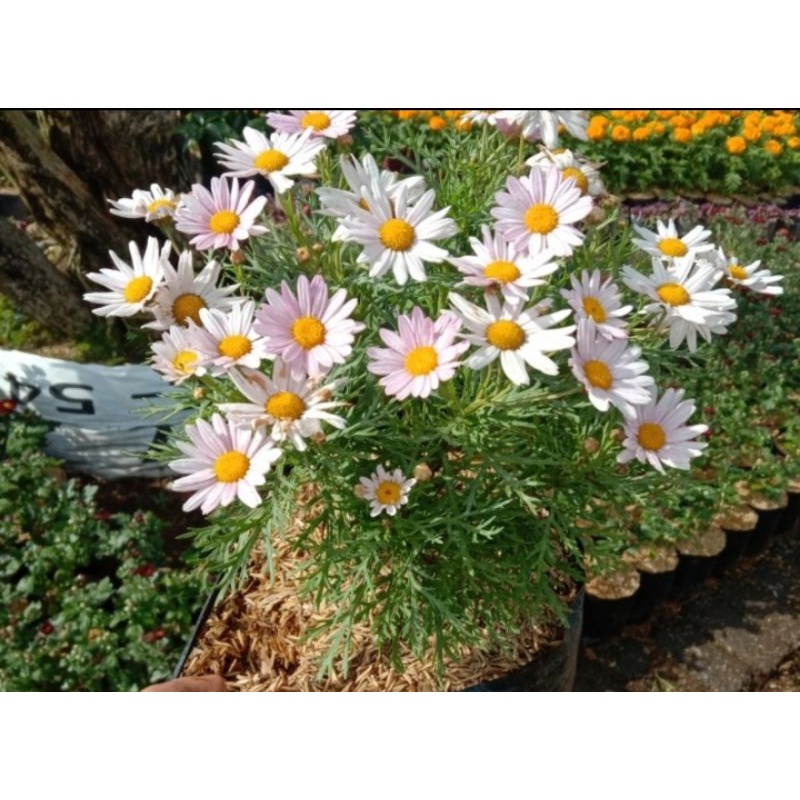 Jual Tanaman Daisy Putih | Shopee Indonesia