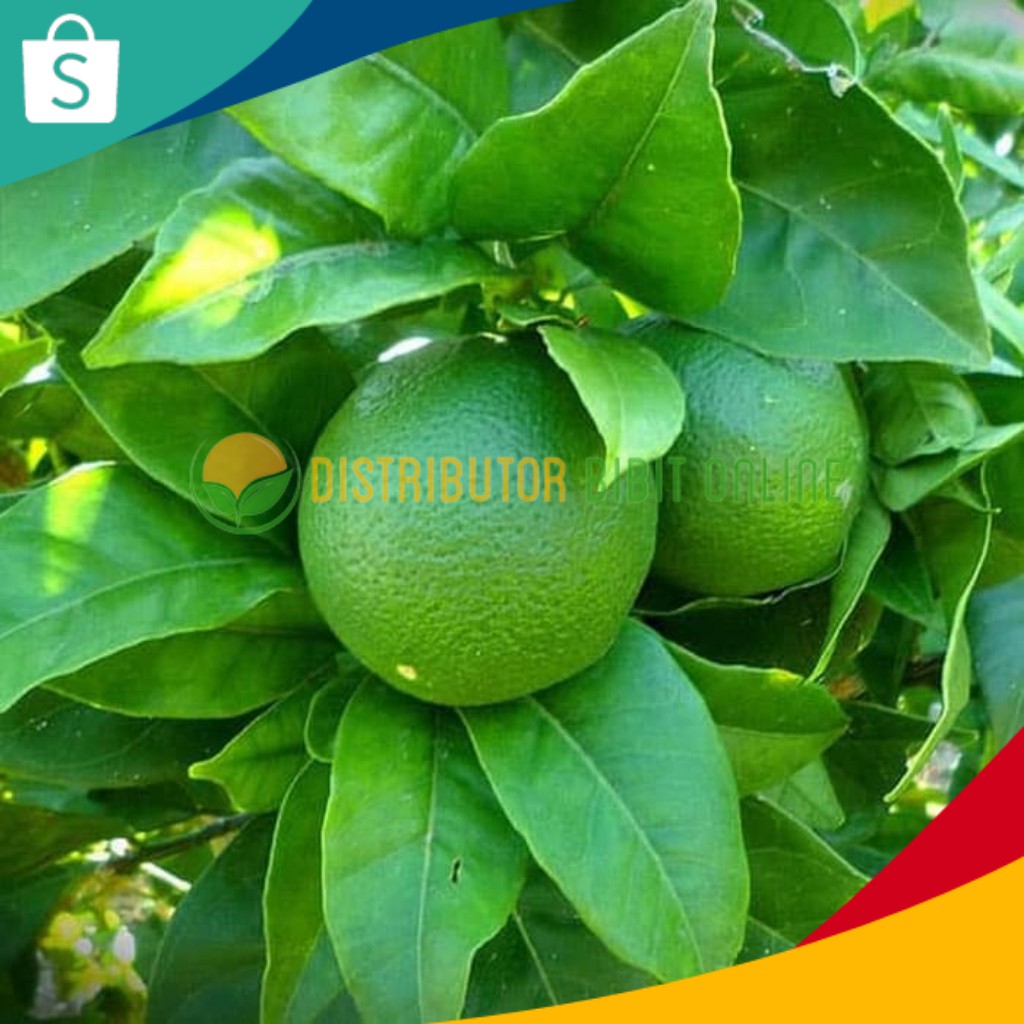 Jual Bibit Jeruk Nipis Jumbo Hasil Okulasi Cepat Berbuah | Shopee Indonesia