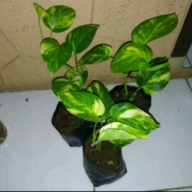 Jual Tanaman hias sirih gading hijau sirih gading belanda | Shopee ...