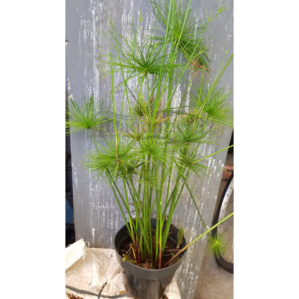 Jual TANAMAN AIR MINI PAPYRUS HIASAN AQUARIUM AQUASCAPE KOLAM | Shopee ...