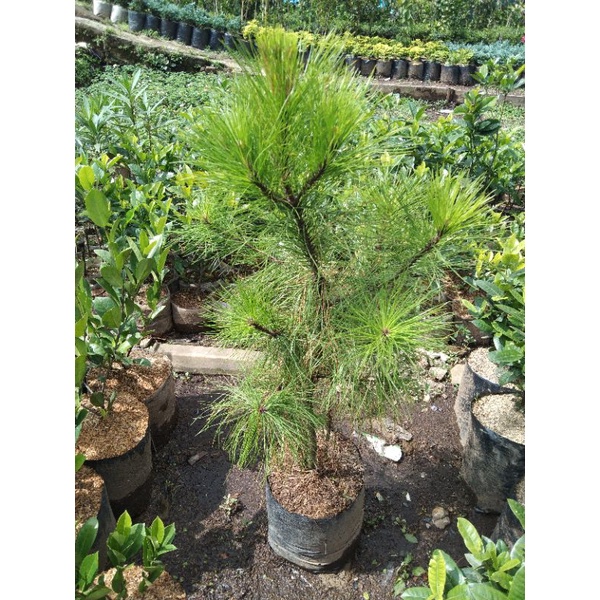 Jual PINUS MERKUSI TINGGI -+1.5m | Shopee Indonesia