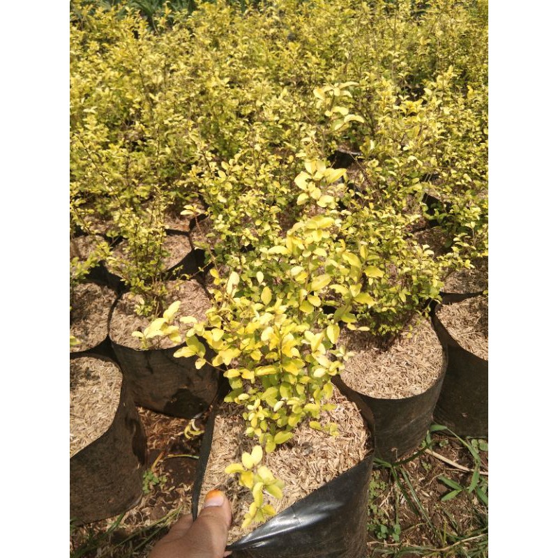 Jual bibit pohon kihujan kuning / legistrum | Shopee Indonesia