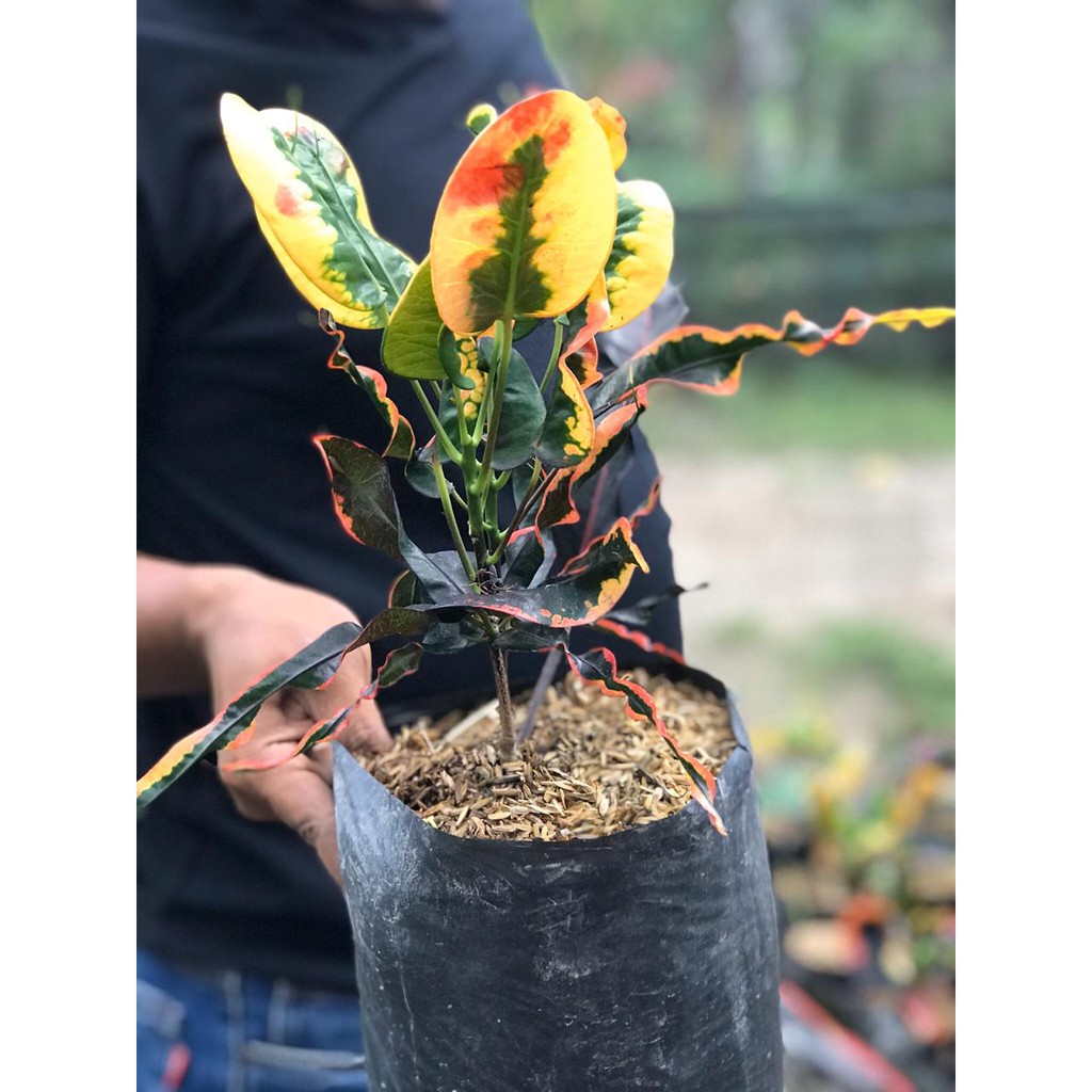 35+ Gambar Tanaman Hias Puring Terbaik - Informasi Seputar Tanaman Hias