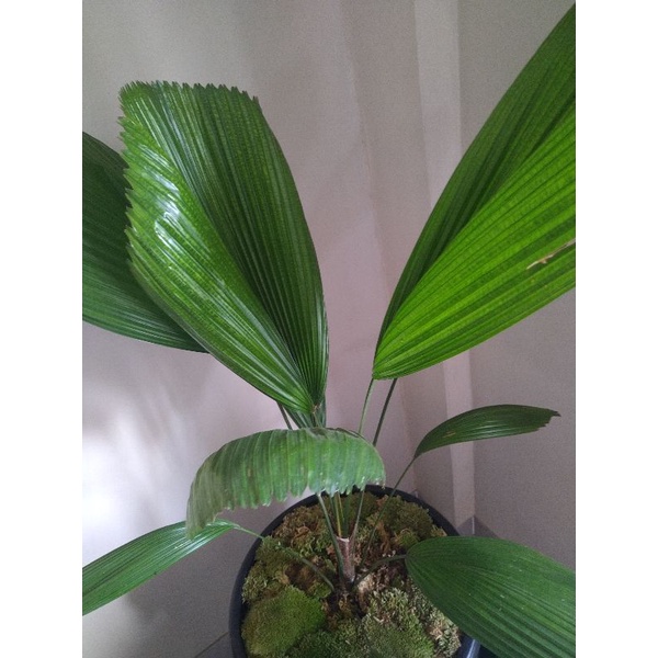 Jual Tanaman Hias Palem Kol | Shopee Indonesia