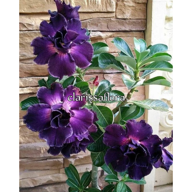 Jual TANAMAN ADENIUM BUNGA UNGU - ADENIUM BUNGA TUMPUK | Shopee Indonesia