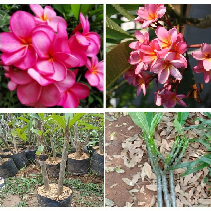 Jual Bibit kamboja bali bunga pink - Tanaman Kamboja Bali pink - pohon ...