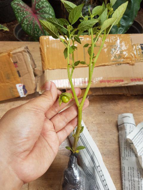 Herbal bibit tanaman ciplukan cecendet kopok-kopokan nyurnyuran ...