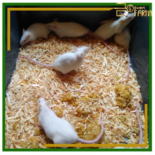 Jual Mencit INDUKAN DEWASA Paket Tikus Putih (1 Jantan + 4 Betina ...