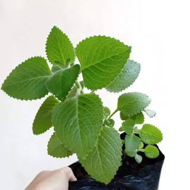 Jangan Lewatkan! Gambar Tanaman Jintan Hitam Terbaik - Informasi ...