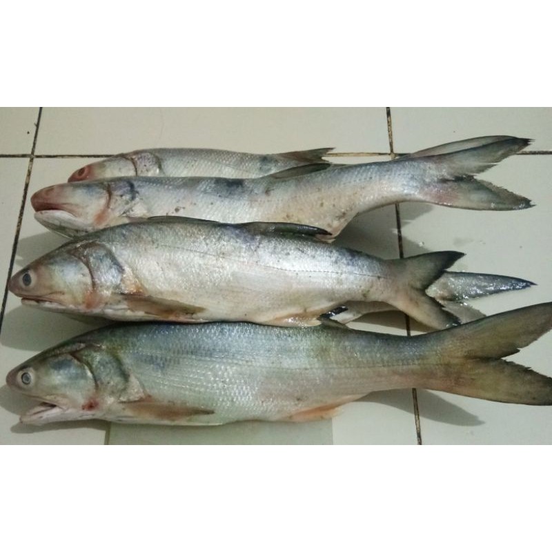 Jual Ikan Senangin Terlengkap & Harga Terbaru Maret 2023 | Shopee Indonesia