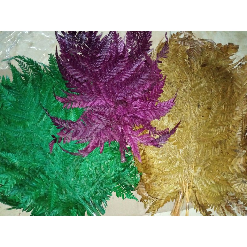 Jual DAUN PAKIS KERING / bunga kering dekorasi rustic aesthetic buket ...