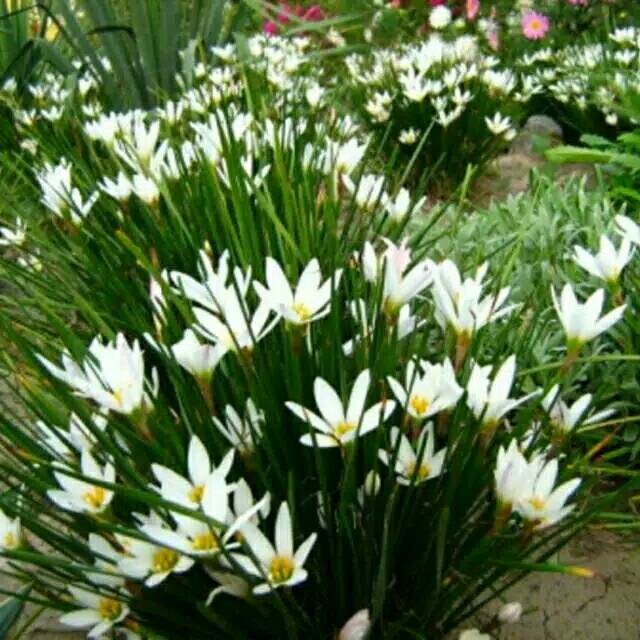 Jual Tanaman hias kucai tulip bunga putih kucai bunga Indonesia|Shopee ... Jual Tanaman hias kucai tulip bunga putih kucai bunga Indonesia|Shopee ...