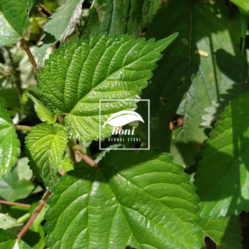 Jual Daun Jelatang Daun Gatal Fresh 800gr | Shopee Indonesia