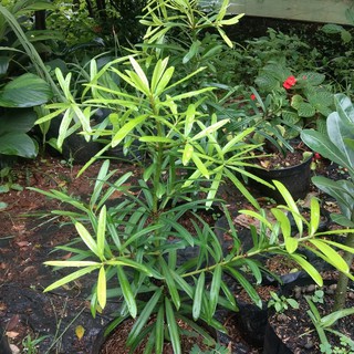 Jual pohon lohansung taiwan | Shopee Indonesia