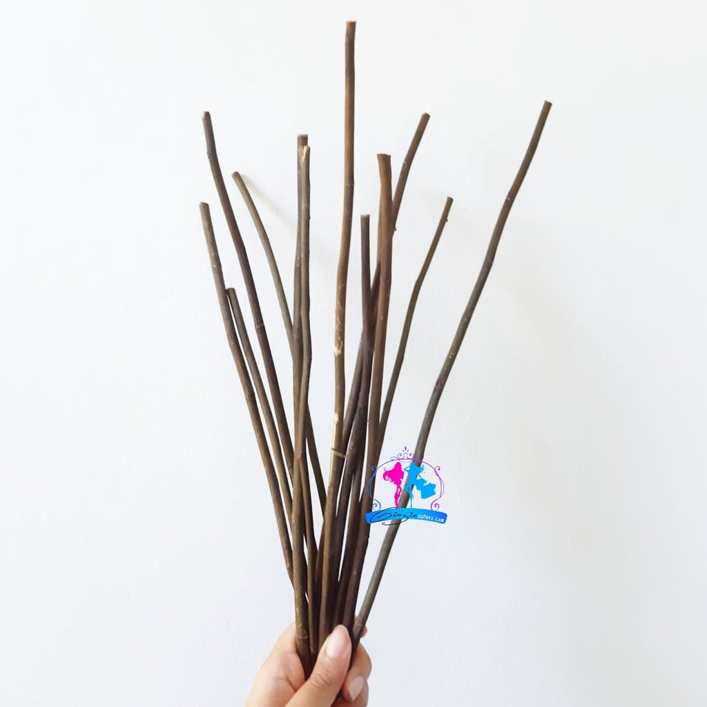 Jual Batang Kering Lurus 3pcs | Ranting Kering | Kayu Kering | Shopee ...