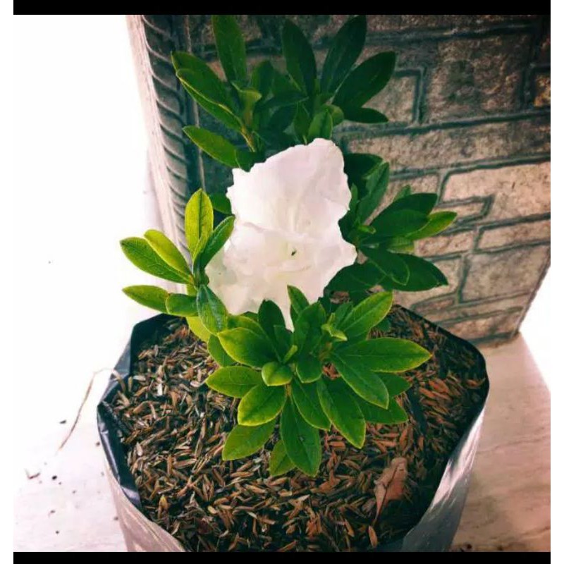 Jual tanaman bunga azalea (pink, putih,dan merah) | Shopee Indonesia